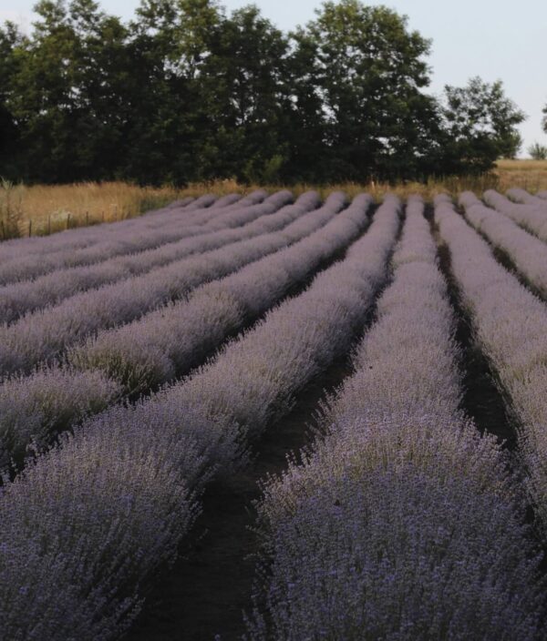 7 days in Provence - The Perfect Itinerary