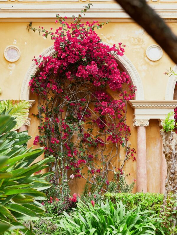 The Gardens of the French Riviera